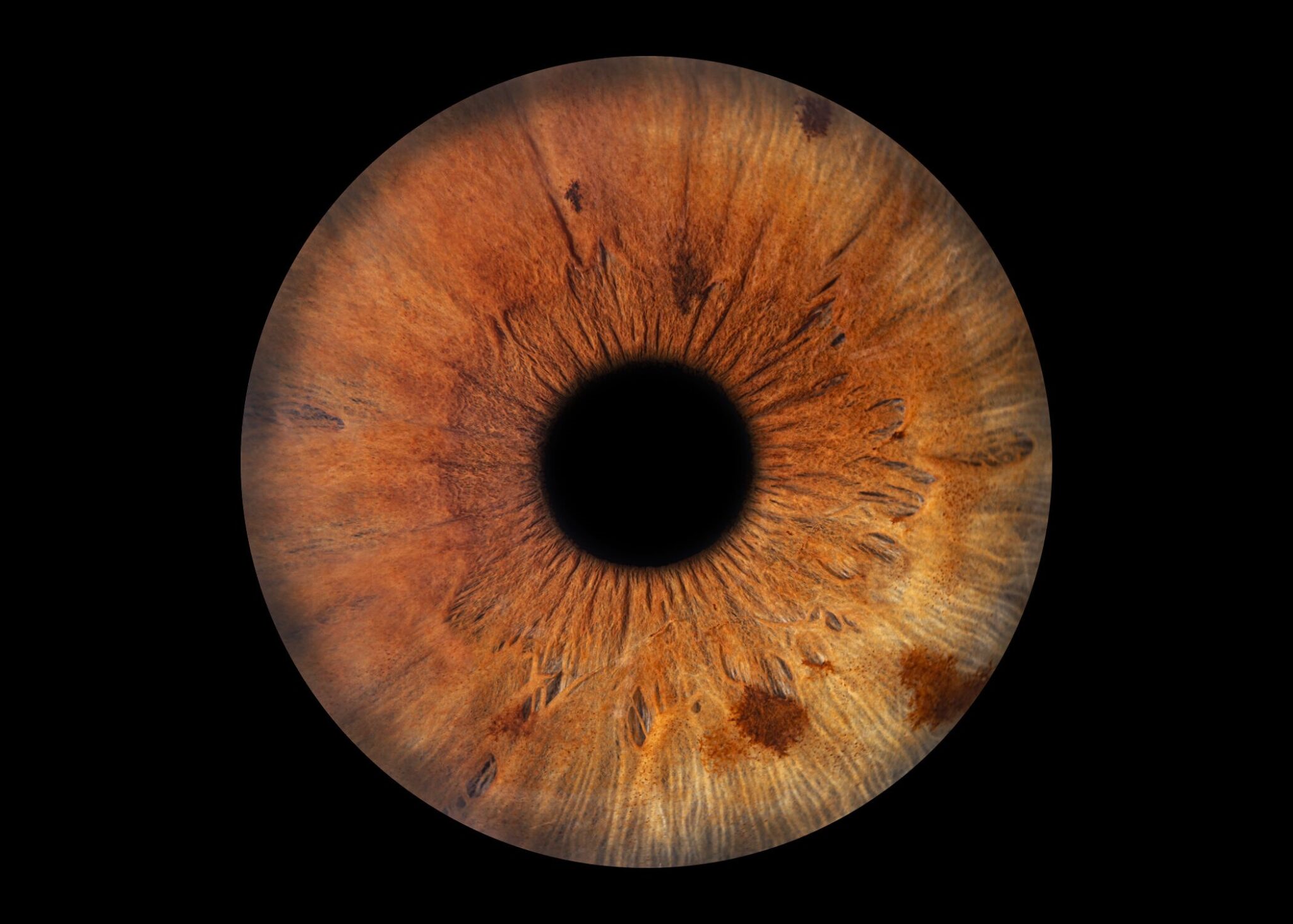 Iris Photographie à Montréal | ARTIRIS - Le spécialiste de la ...