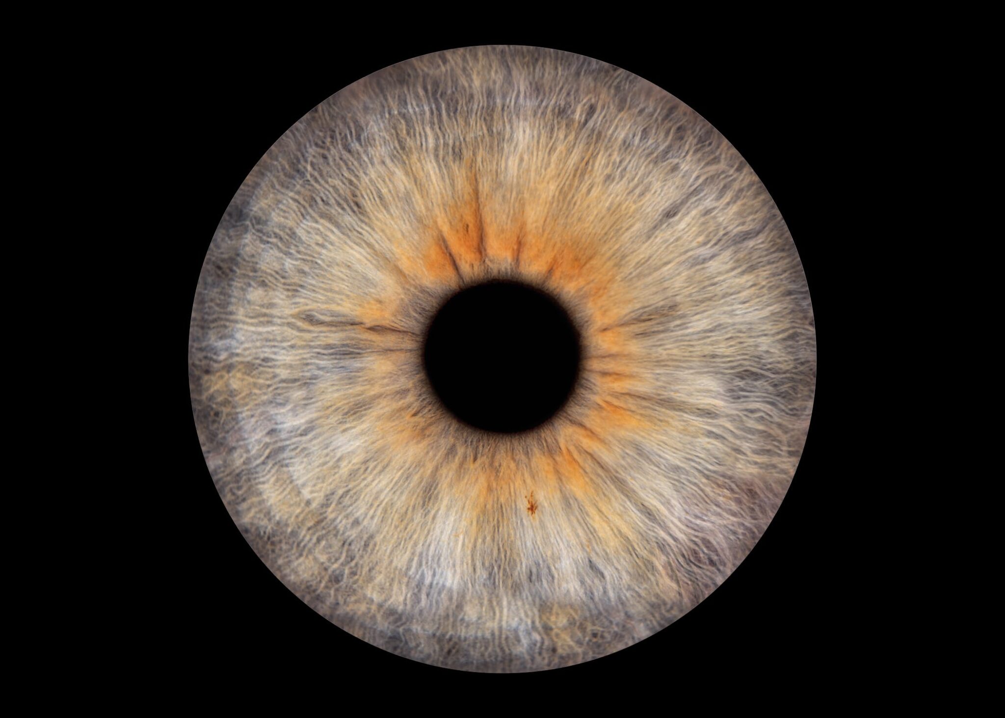 Iris Photographie à Montréal | ARTIRIS - Le spécialiste de la ...